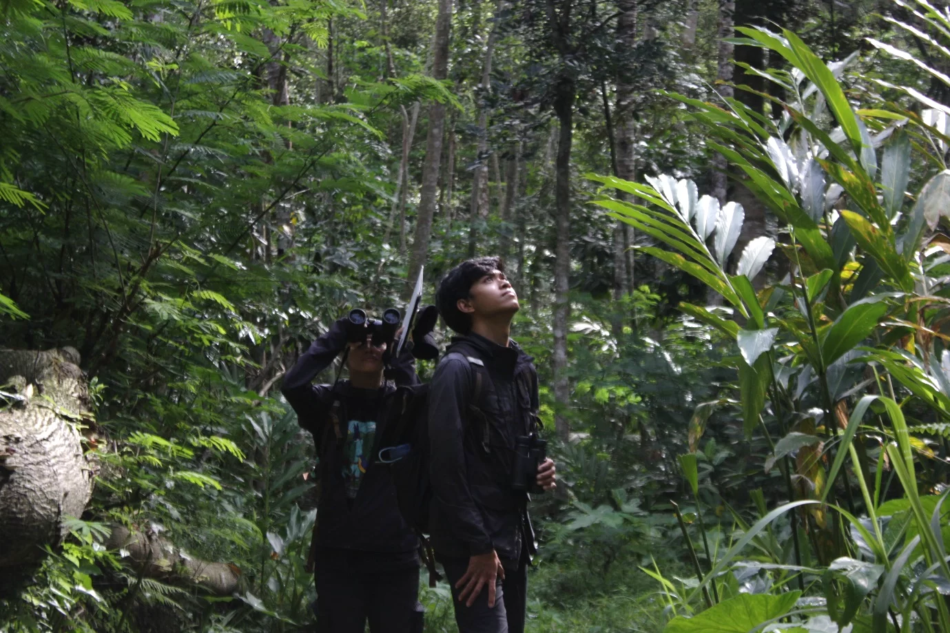 Carbon Offset Projects in Indonesia | Innovative Climate Solutions - GAIA Indonesia